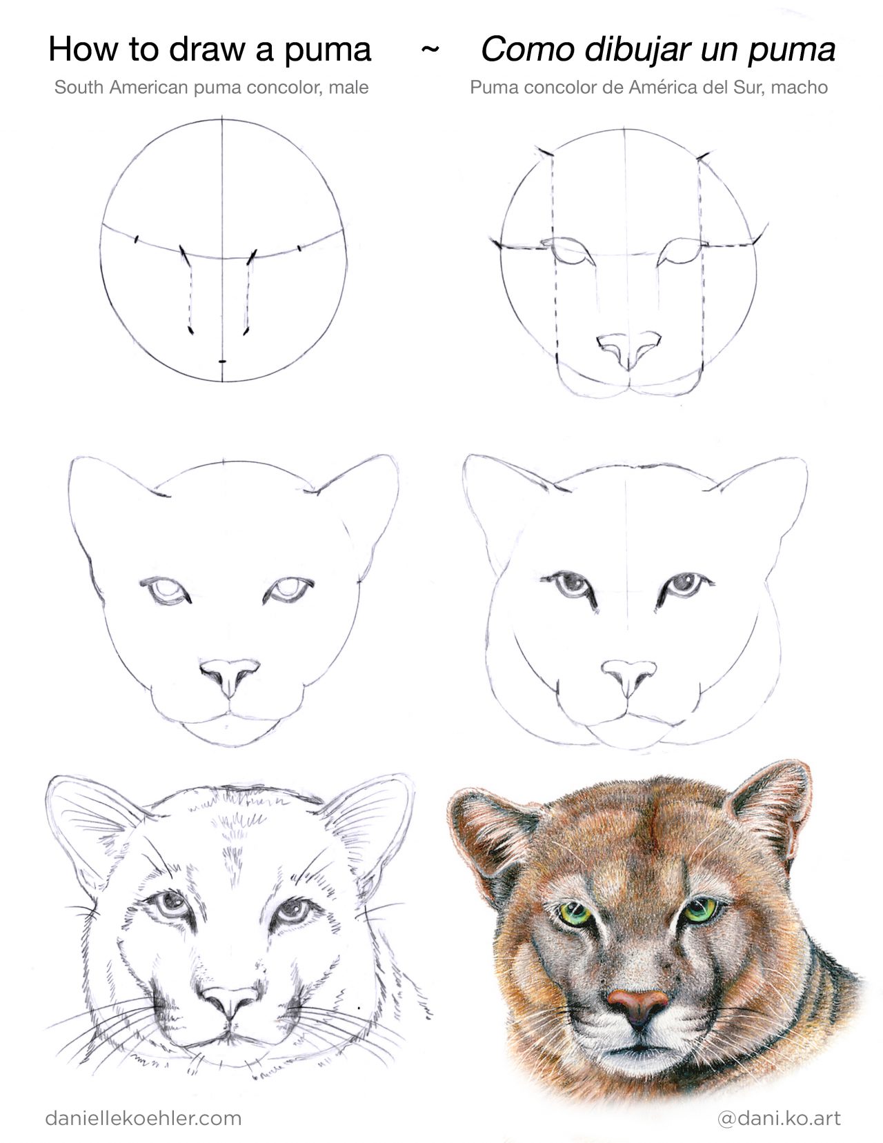 How to Draw Animals - Danielle Koehler
